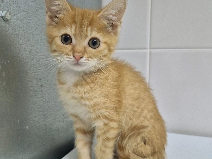 Котенок в добрые руки