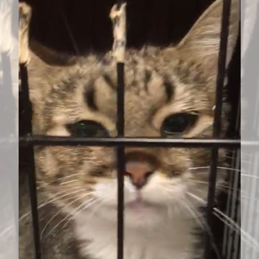 Кошечка без дома новый год в клетке