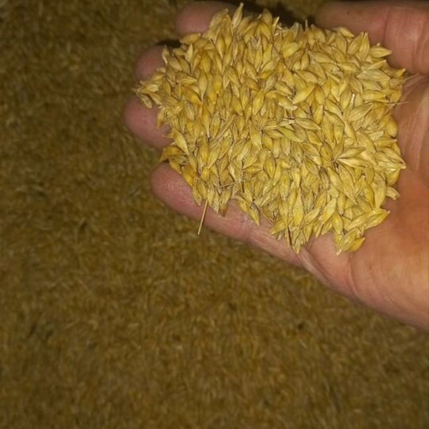 Ячмень, пшеница