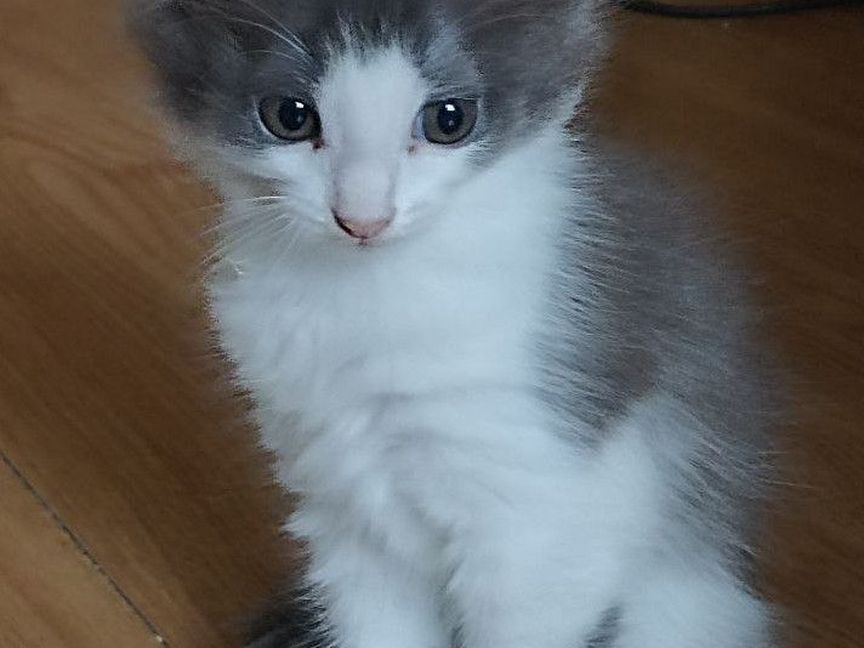 Пушистые котята