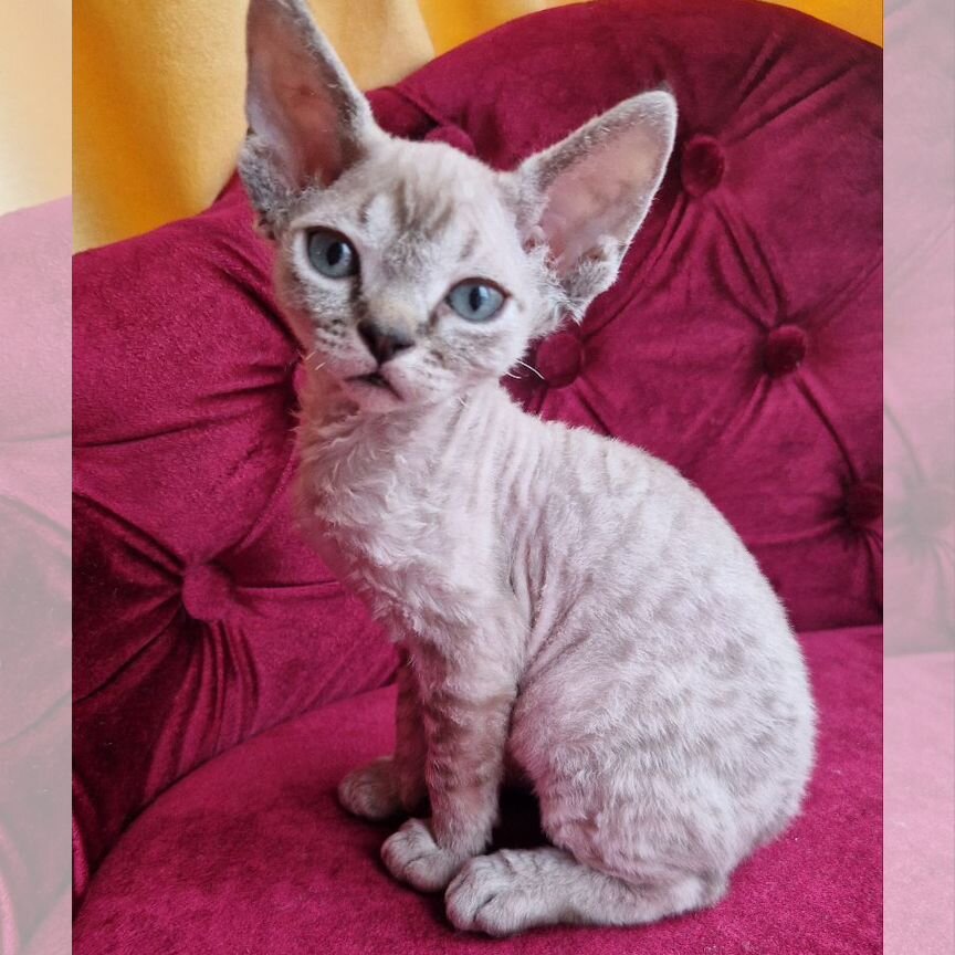 Котенок мальчик Девон-Рекс