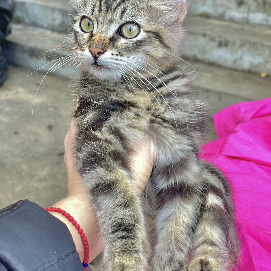 Котята