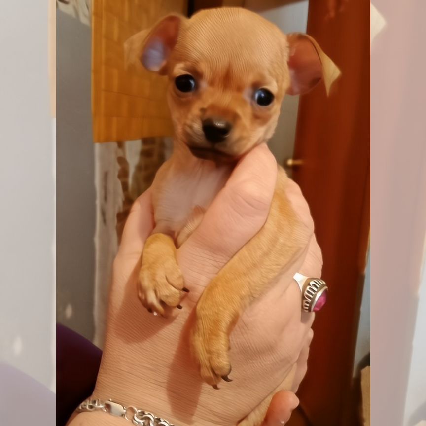 Русский той-терьер, щенок