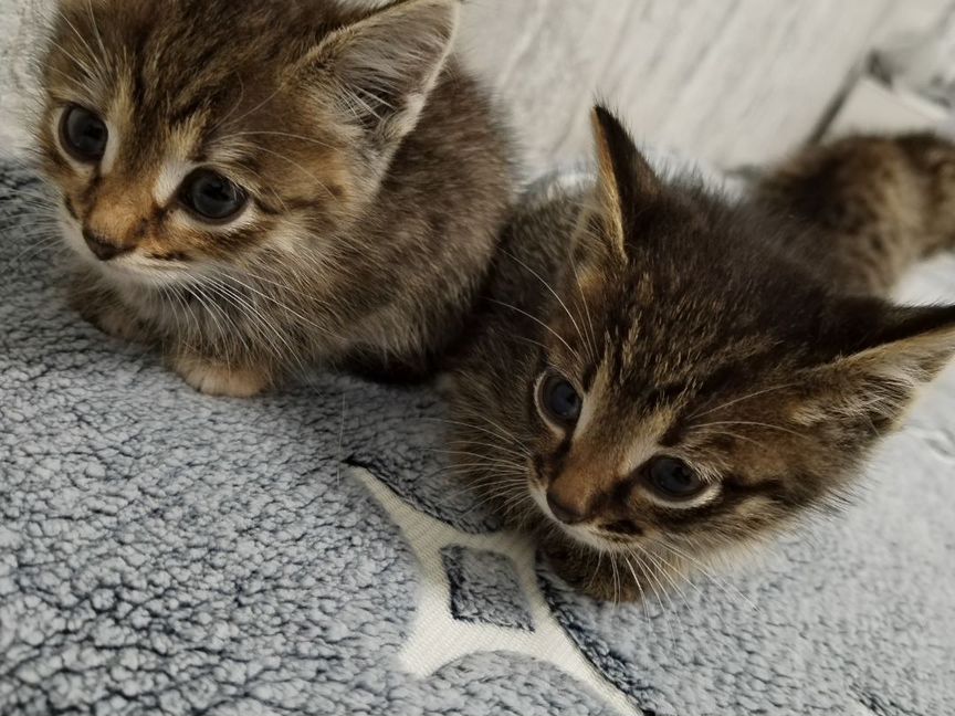 Кошка в дар