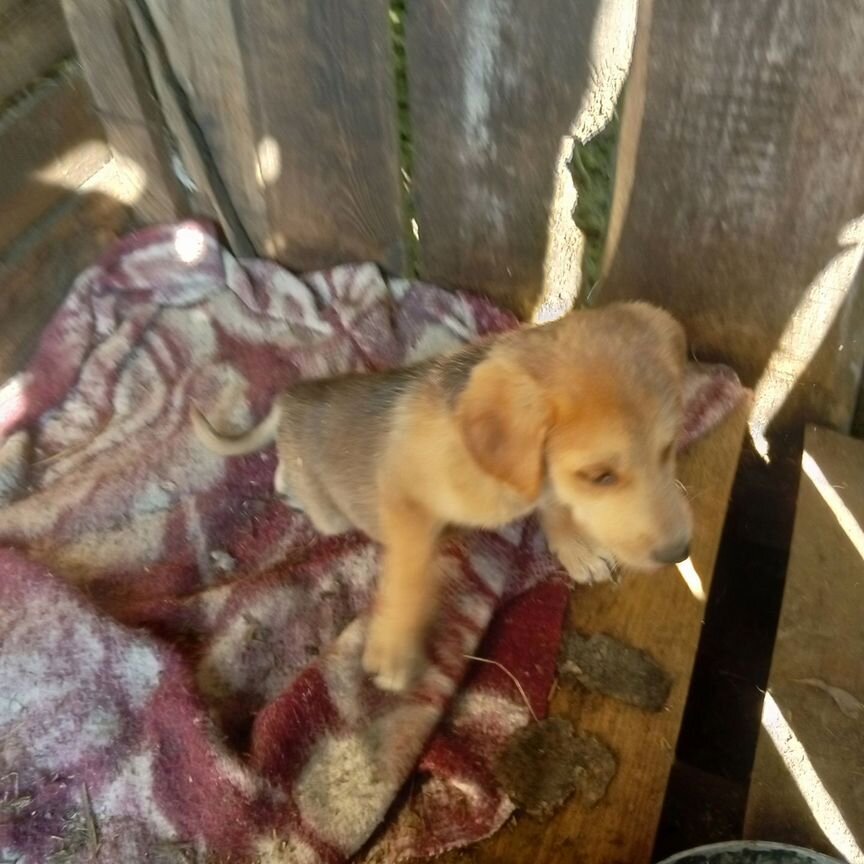 Щенки русской гончей