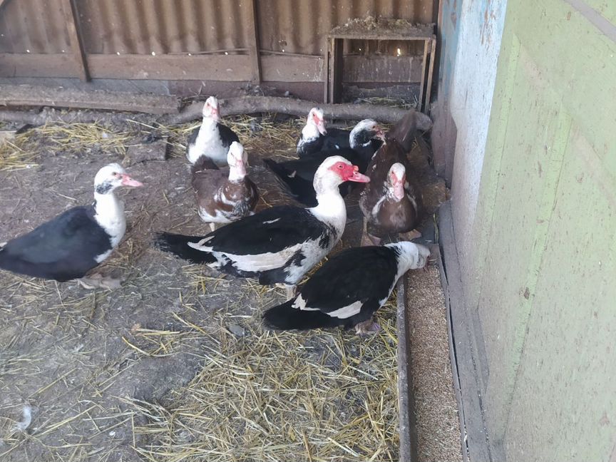 Индоутка мускусная утка