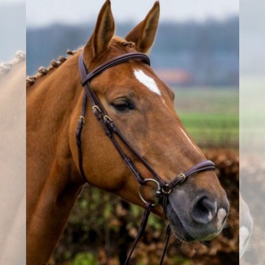 Уздечка для лошади