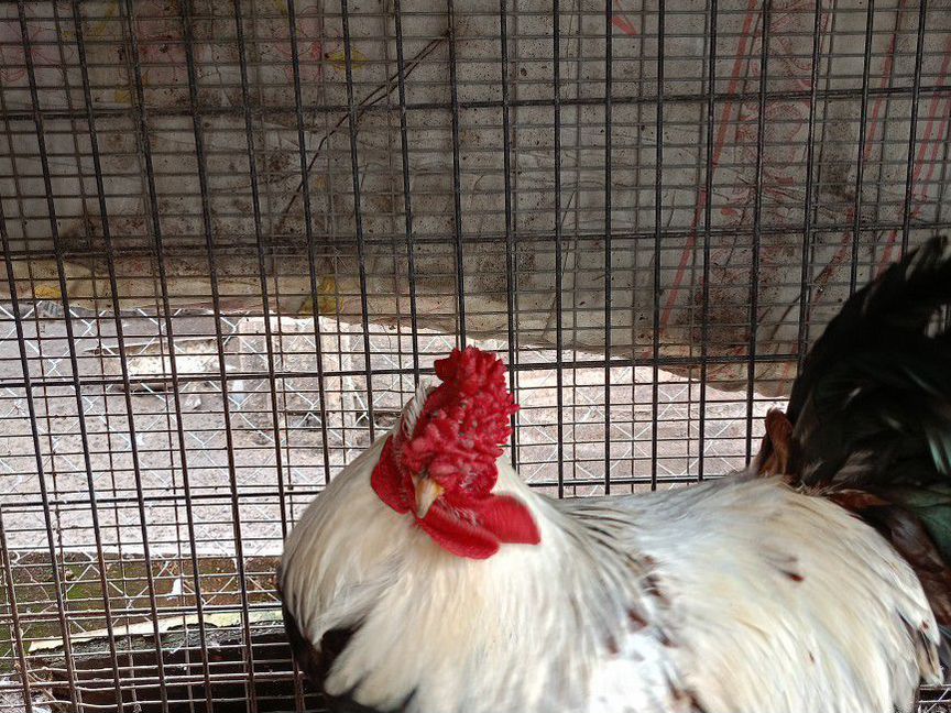 Куры петухи