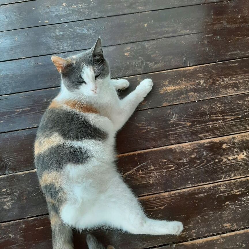 Кошка трехлапая