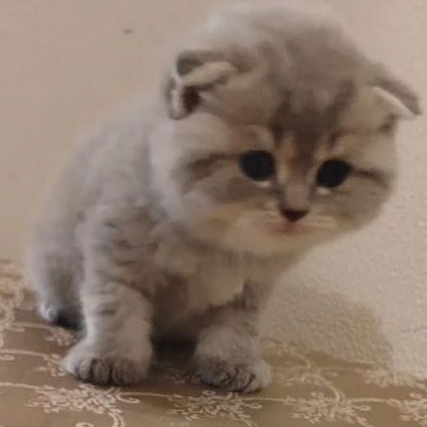 Шотландский вислоухий длинношёрстный котёнок