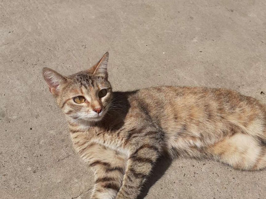 Кошка в дар