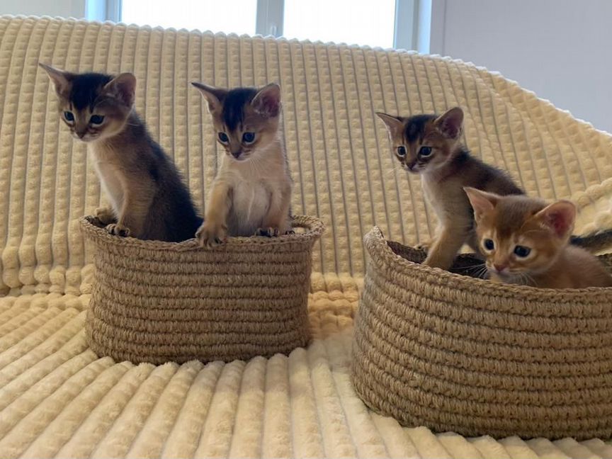 Абиссинские котята