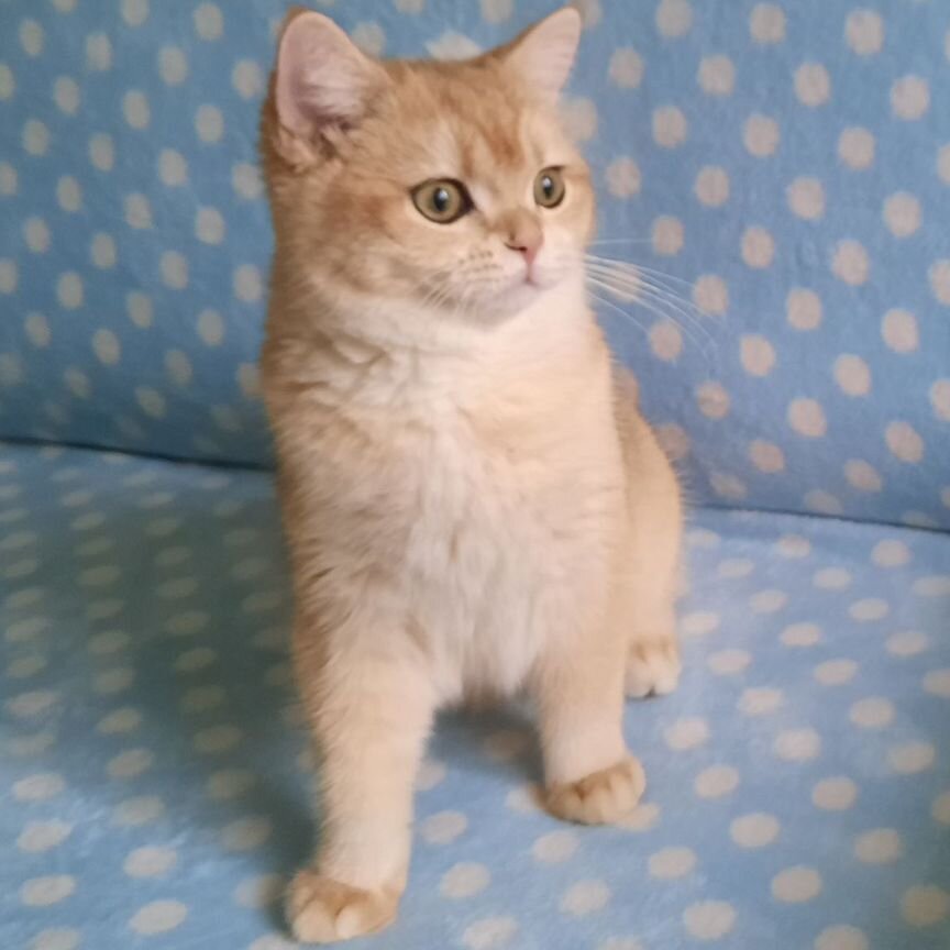 Котик золотой британец ny 12