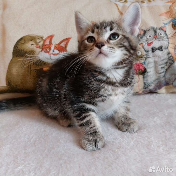 Котёнок ищет любимых людей