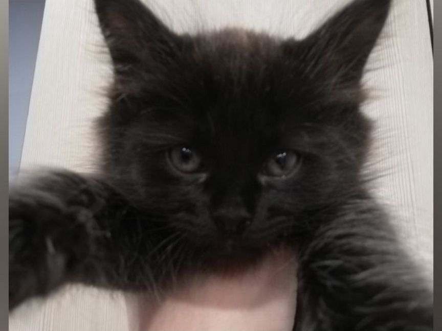 Котенок в добрые руки