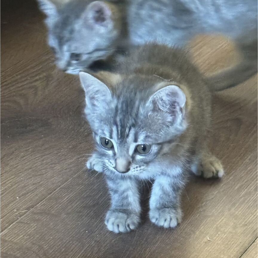 Котёнок от частного владельца