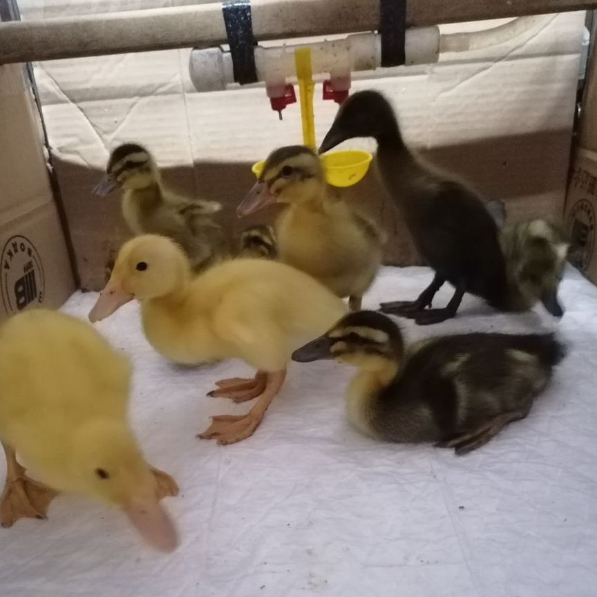 Продам утят индийский бегунок