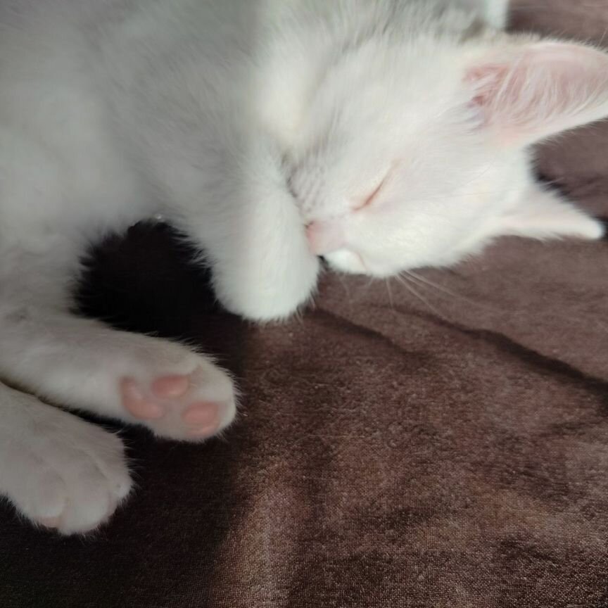 Кот Космос