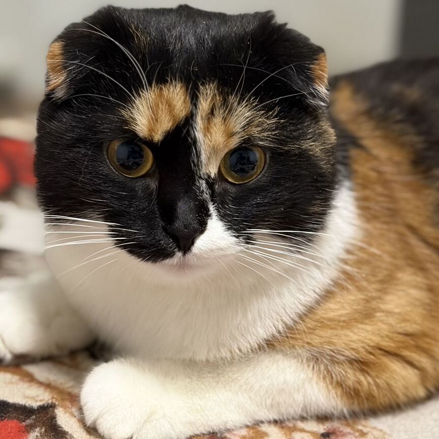 Шотландский вислоухий короткошёрстный котёнок