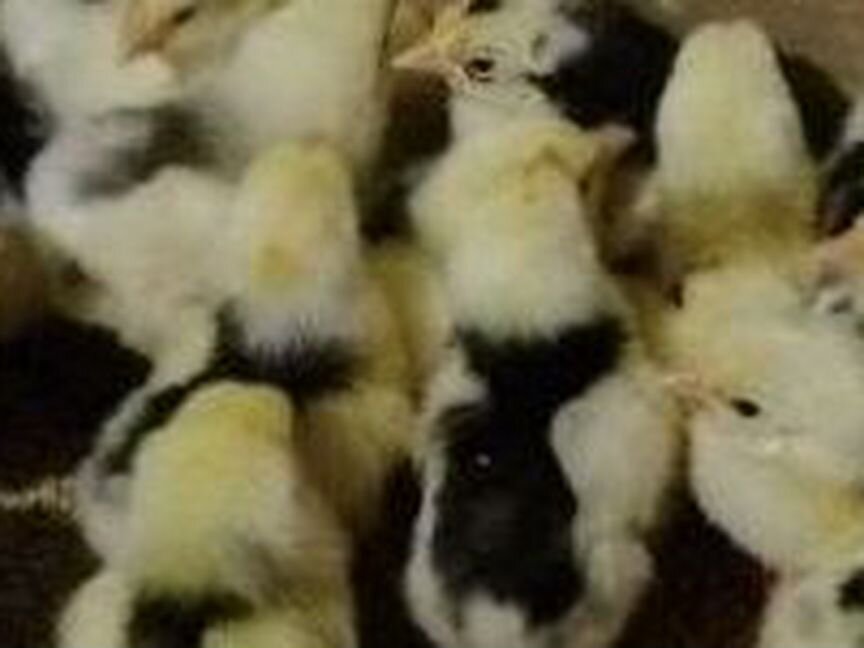 Цыплята Пушкинские, вывод 1 июня