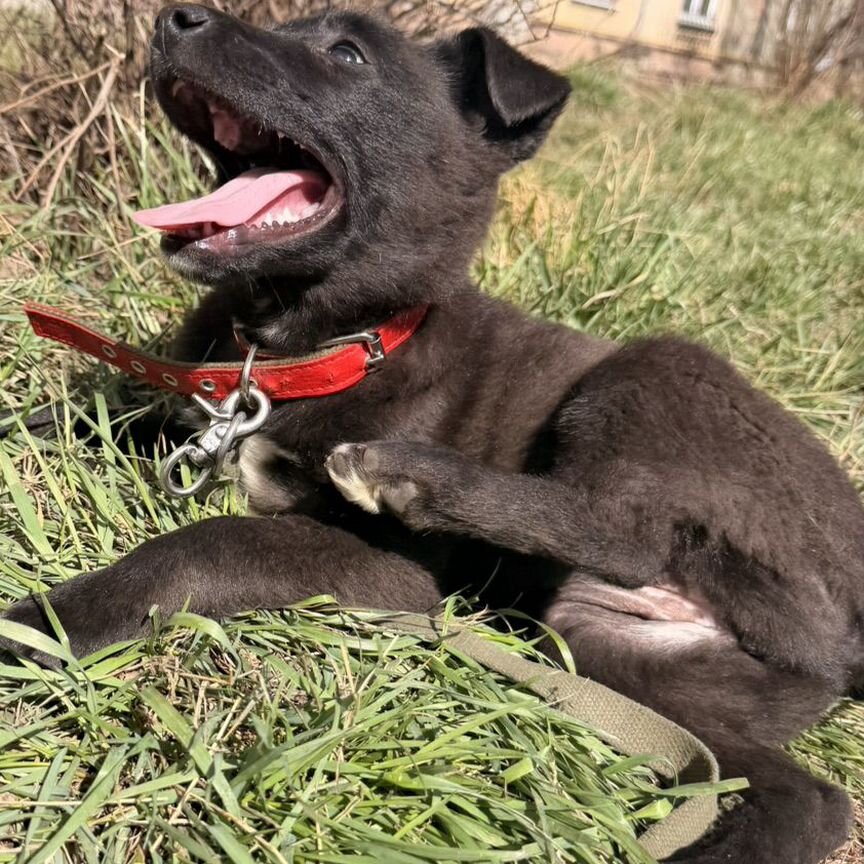 Щенок в добрые руки