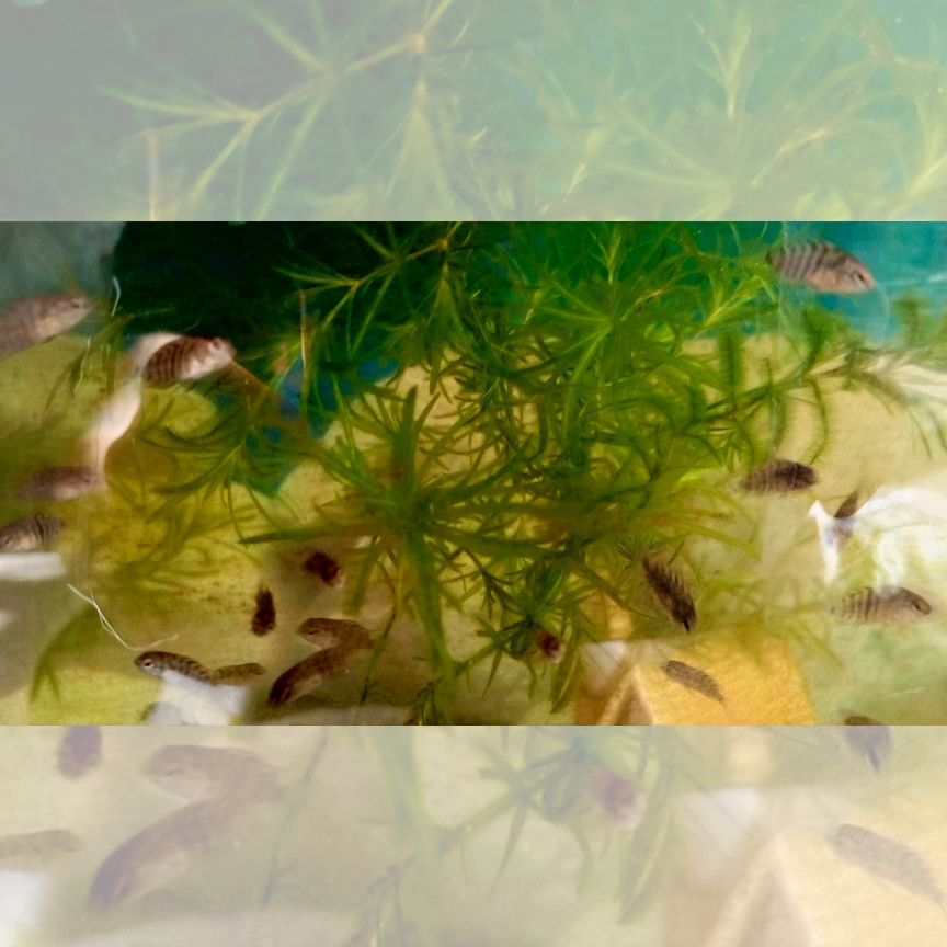 Аквариумные рыбки