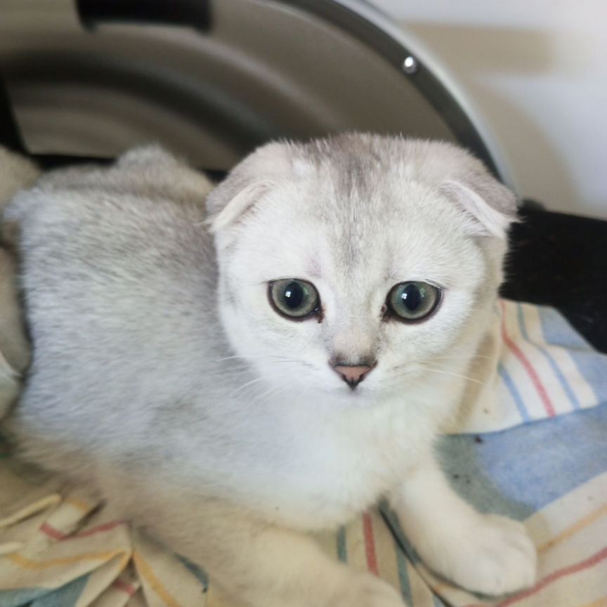 Шотландская