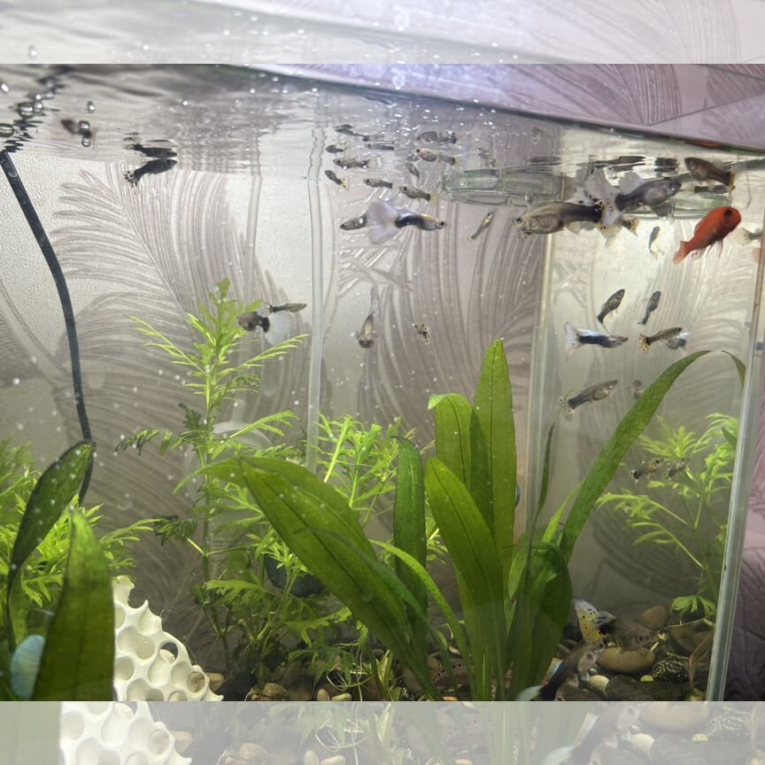 Рыбки гуппи