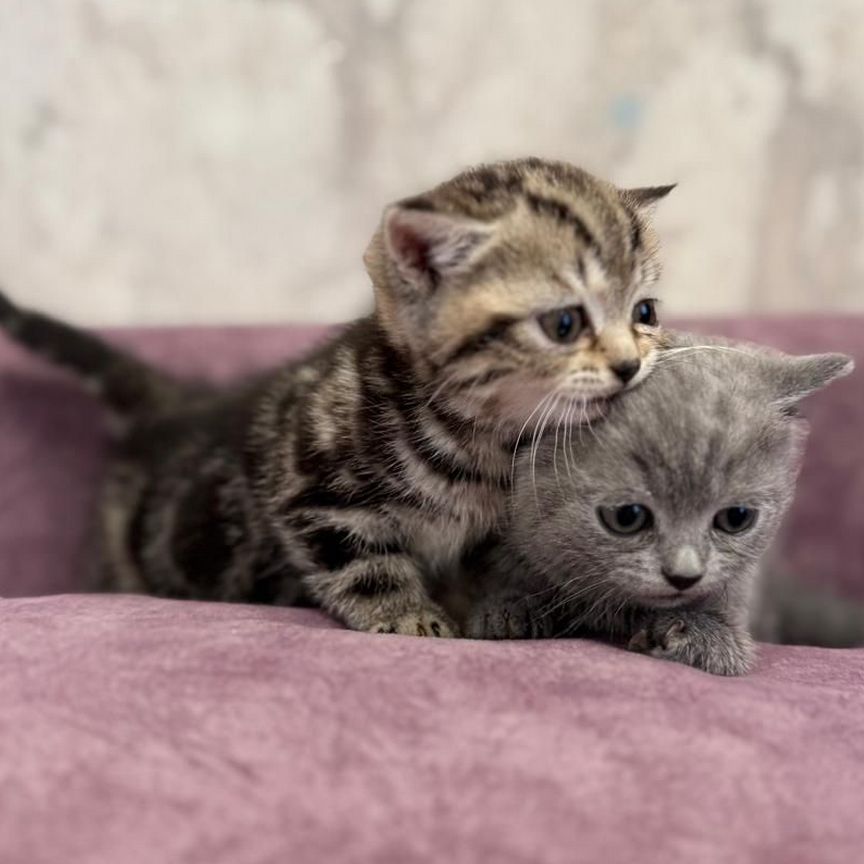 Котята