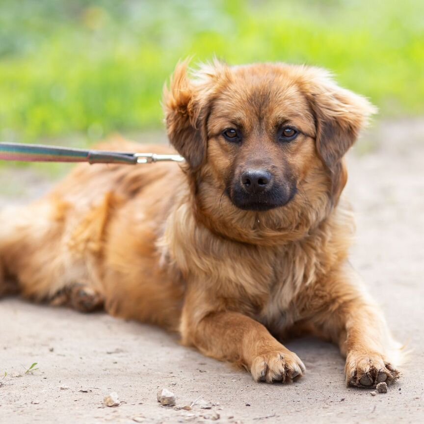 Собака в добрые руки отдам бесплатно
