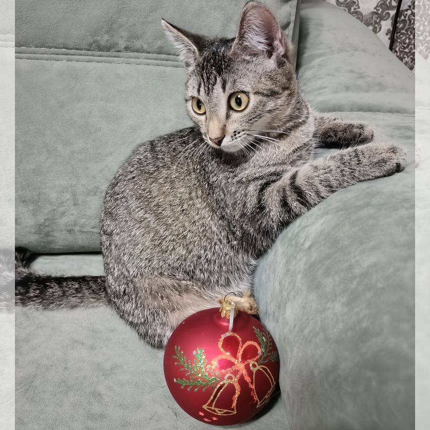 Котёнок в добрые руки