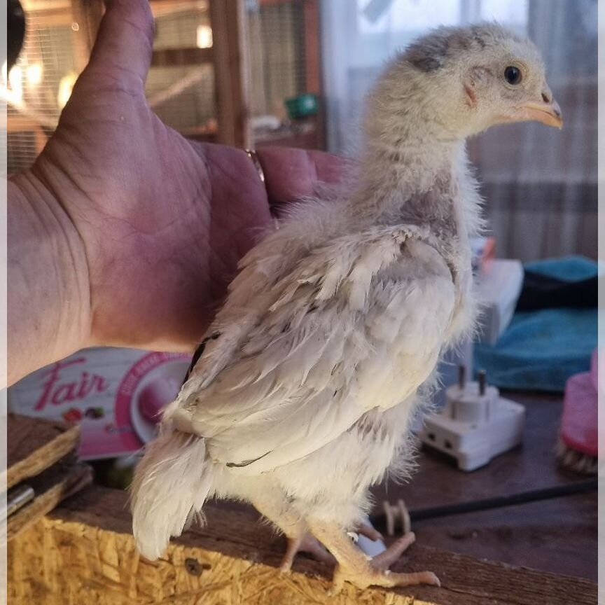 Цыплята несушки