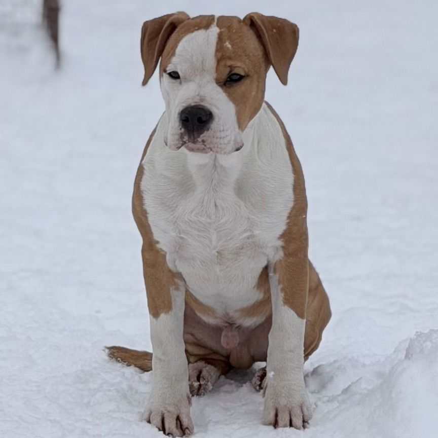 Американский стаффордширский терьер, щенок