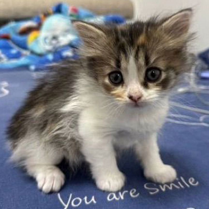 Котёнок в добрые руки