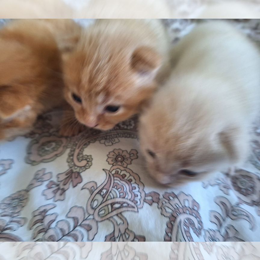 Курильский бобтейл короткошёрстный котёнок