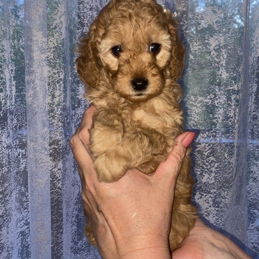 Пудель, щенок