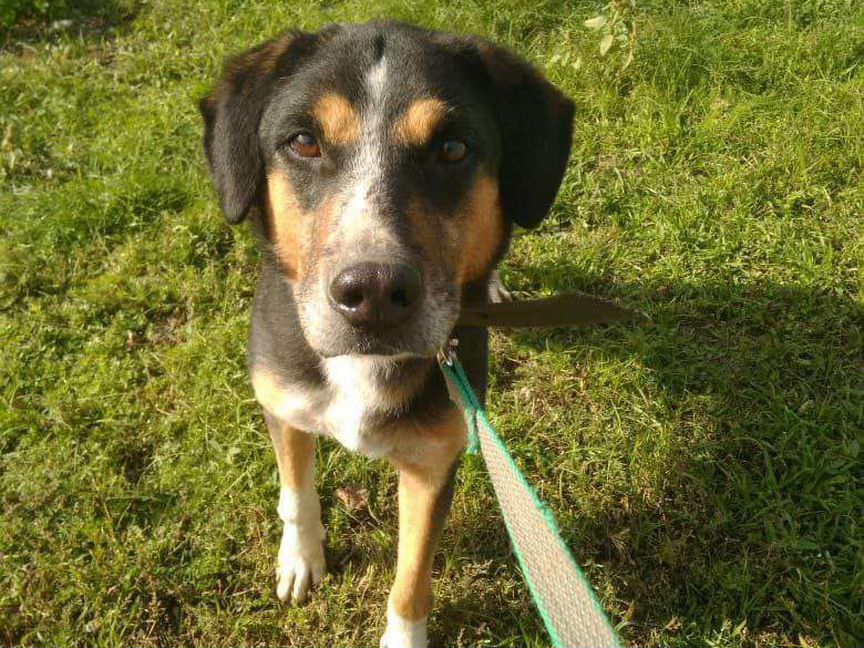 Спасен из черного приюта