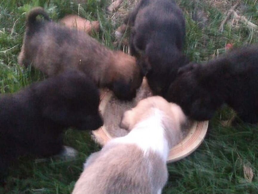 Щенки. Все парни. Ещё 4-м нужны надёжные хозяева