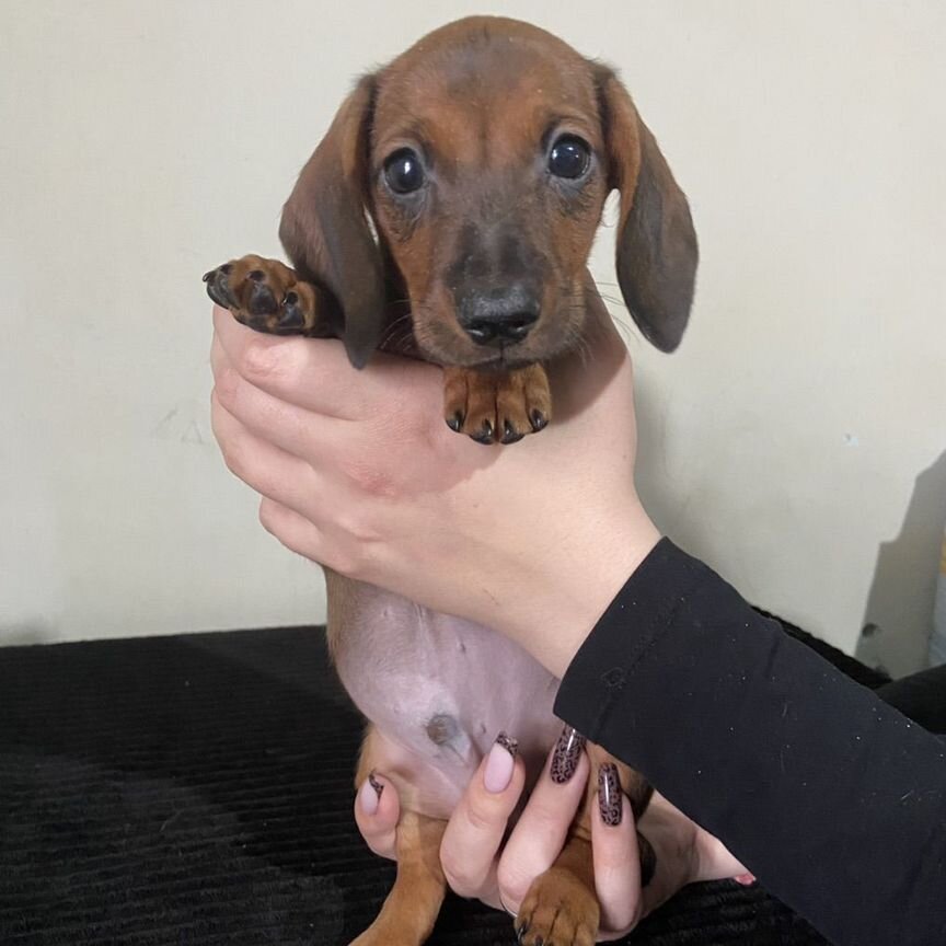 Такса, щенок