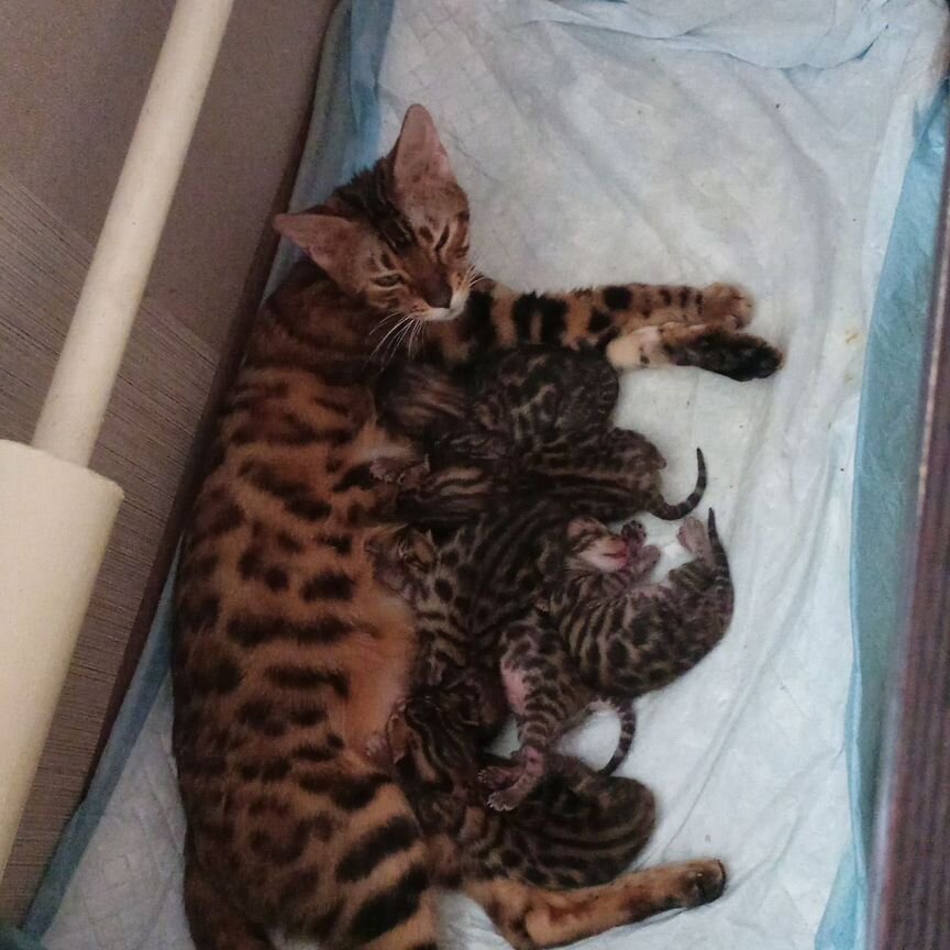 Бенгальские котята