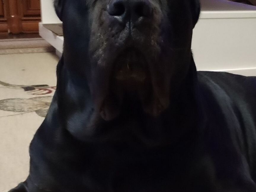 Кобель вязка кане Корсо