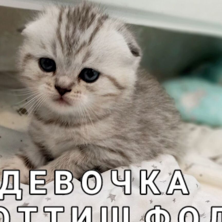 Шотландский вислоухий короткошёрстный котёнок