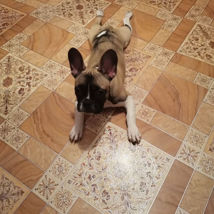 Французский бульдог