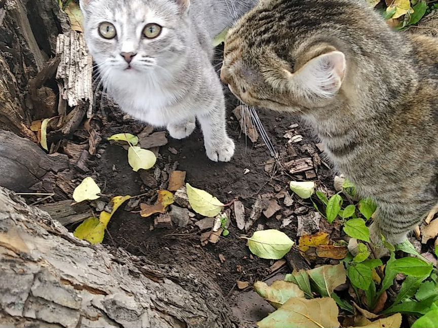 Красивая кошечка, 6 мес