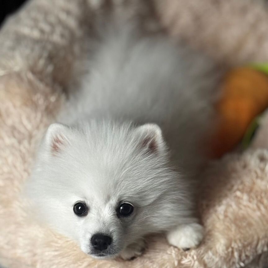 Померанский шпиц, щенок