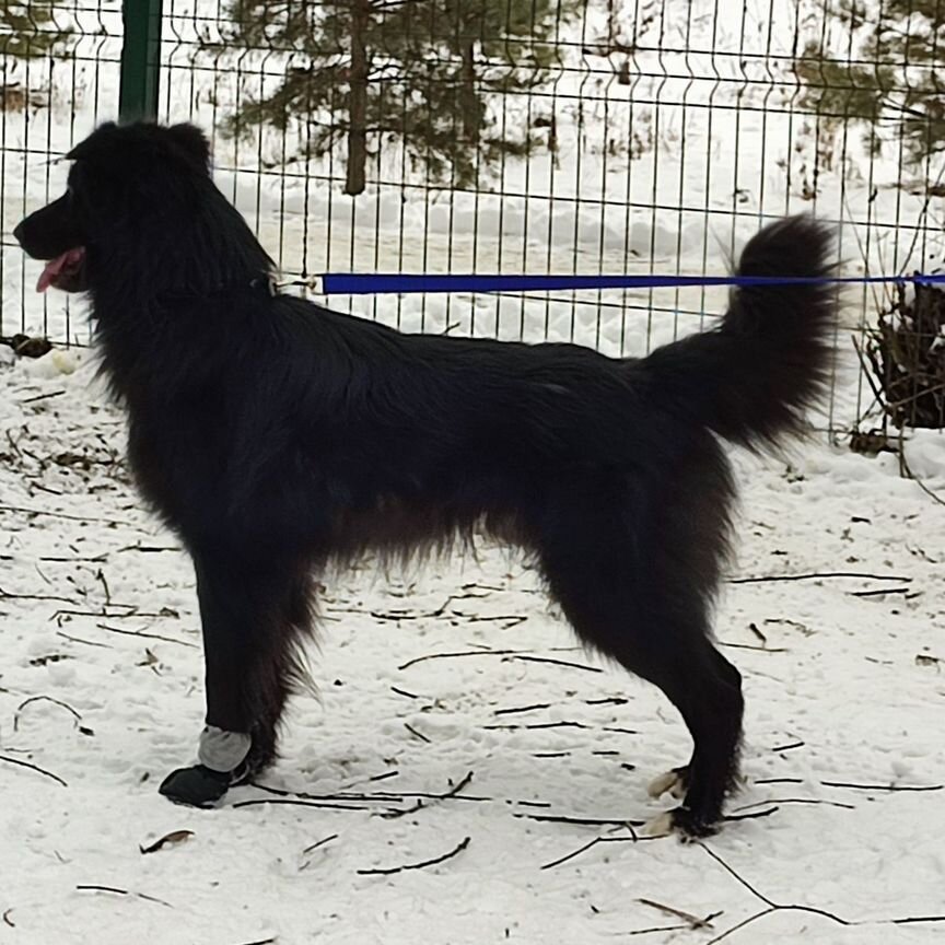 Взрослая собака в добрые руки