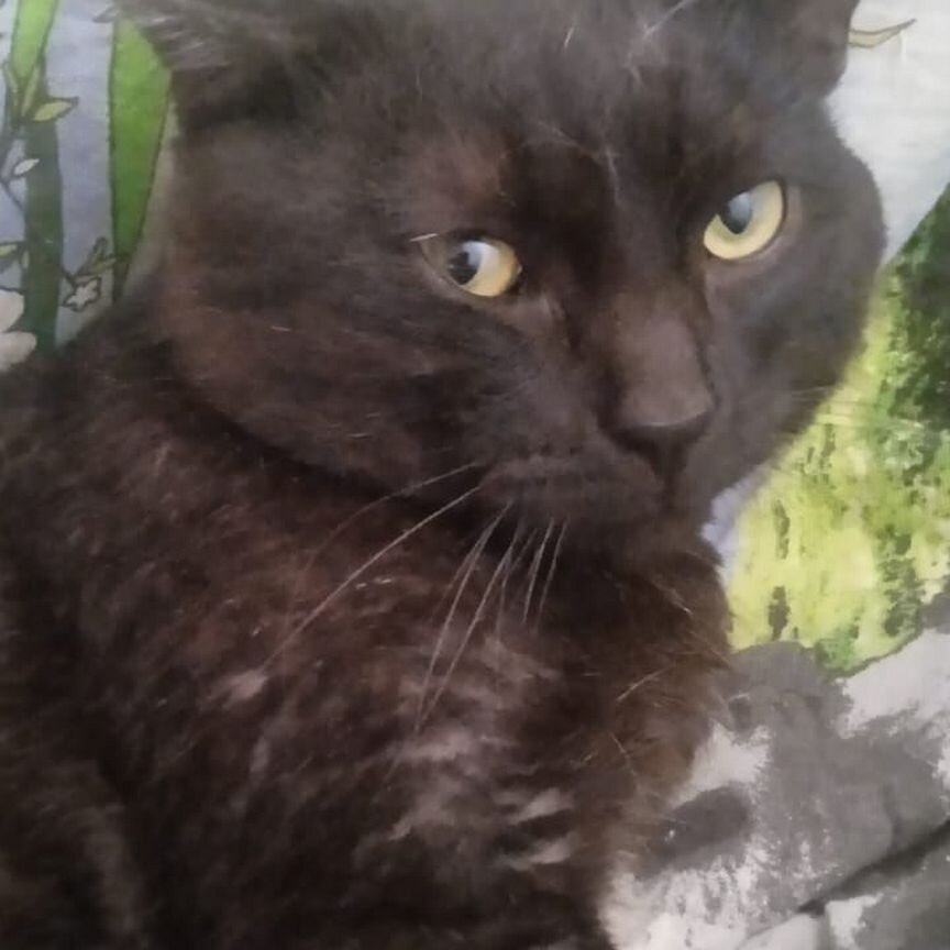 Кот