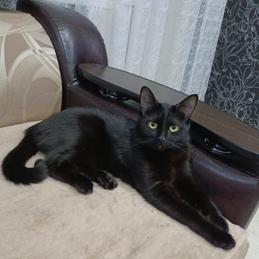 Взрослая, кошка в добрые руки