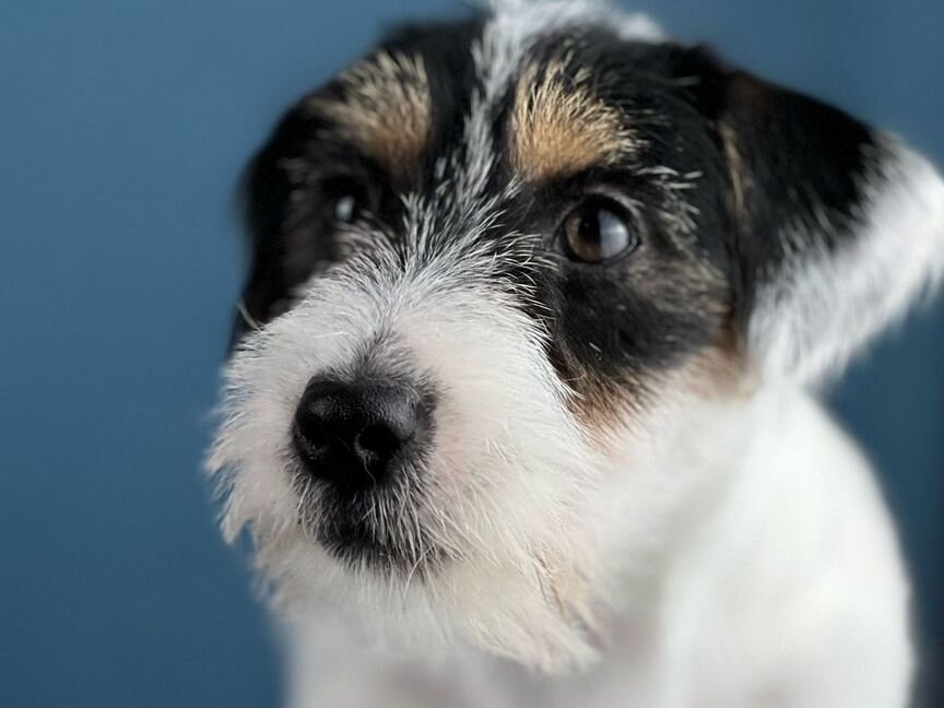 РКФ девочка щенок Джек Рассел терьер