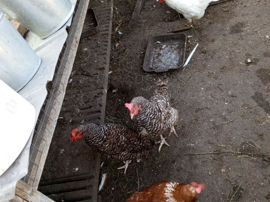 Куры несушки продам